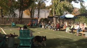 Omaha Dog Bar: A Social Place for Adults and Dogs – The Omaha News